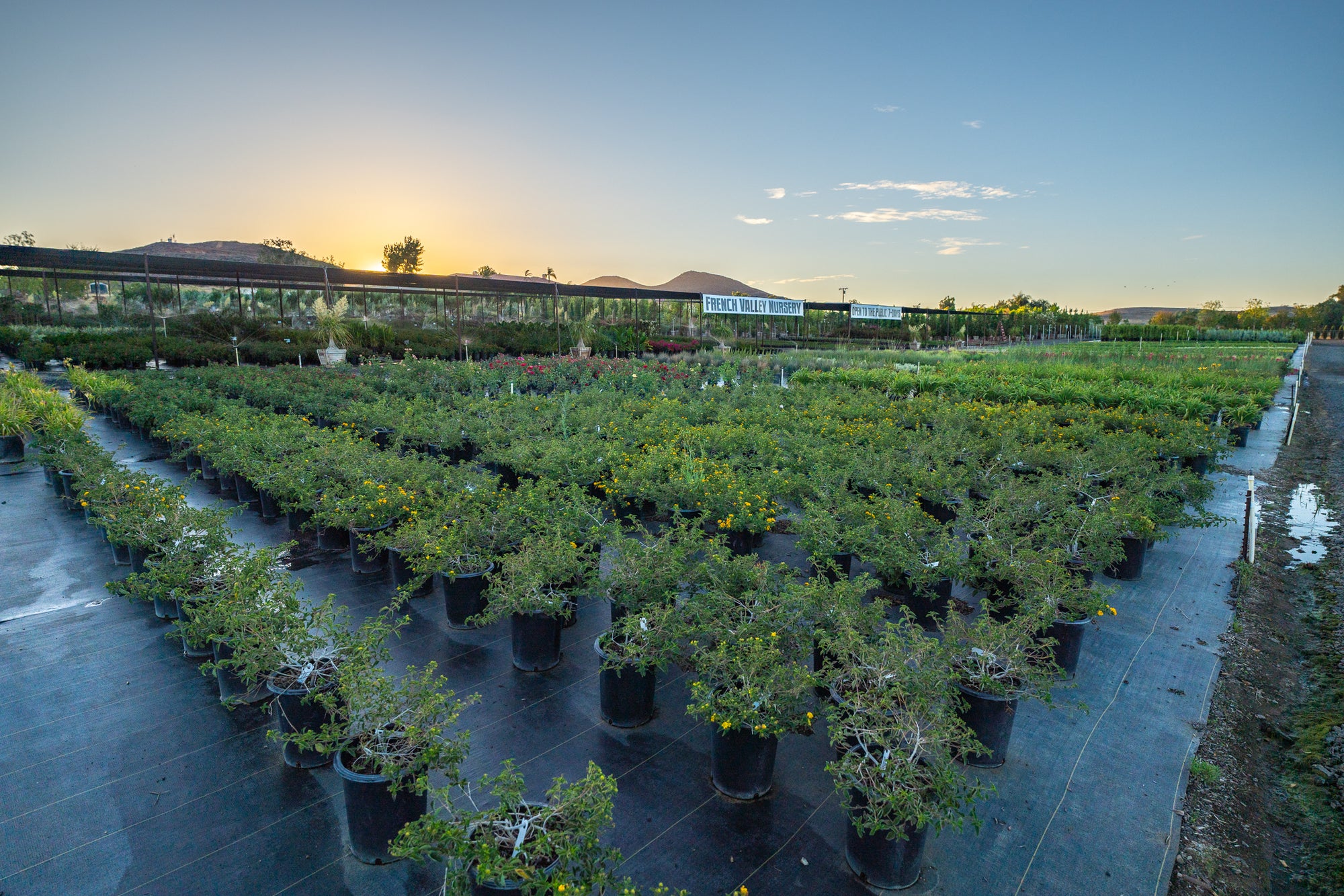 French Valley Nursery | Plants & Trees for Inland Empire Landscapes