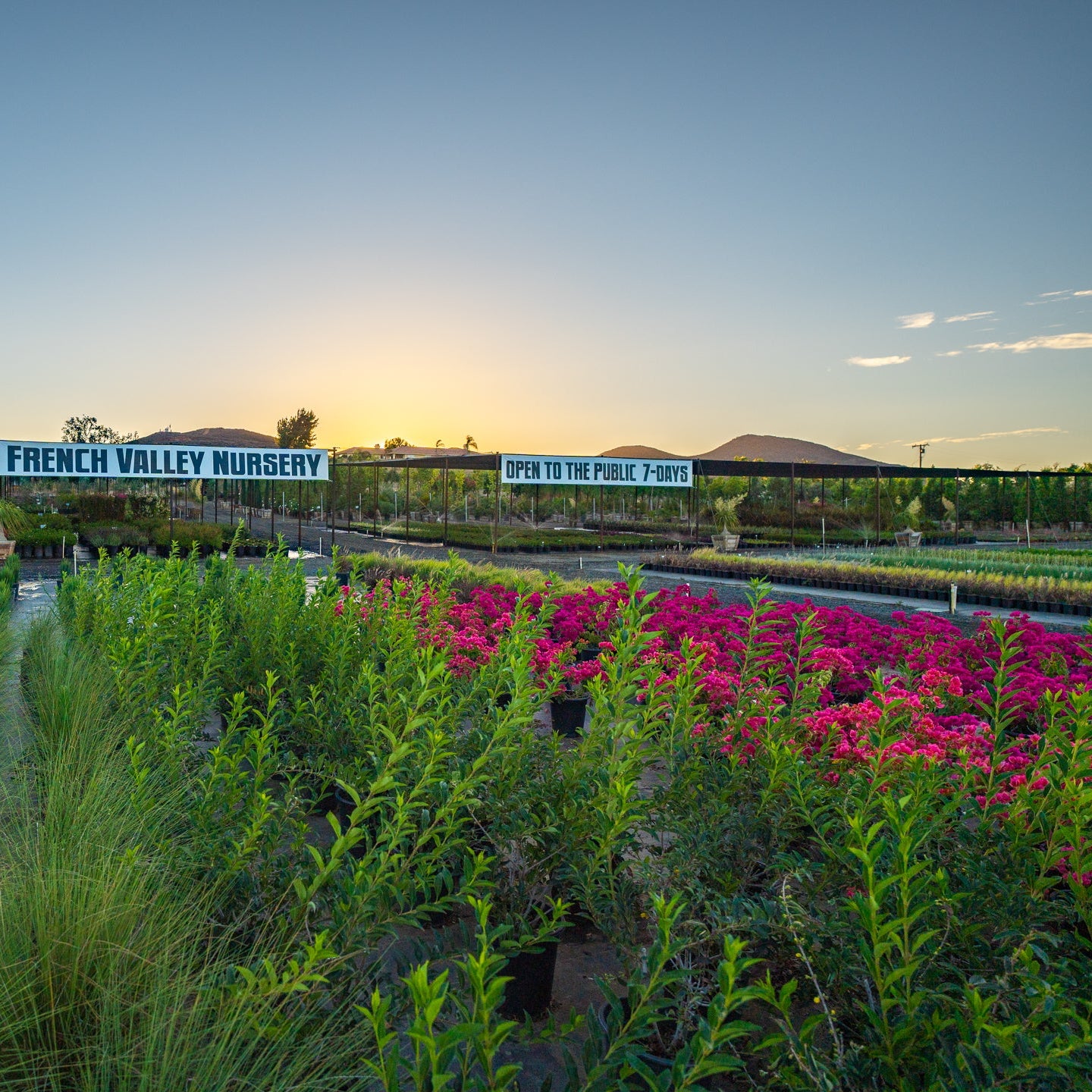 The Essential Guide to Watering Your Plants – French Valley Nursery