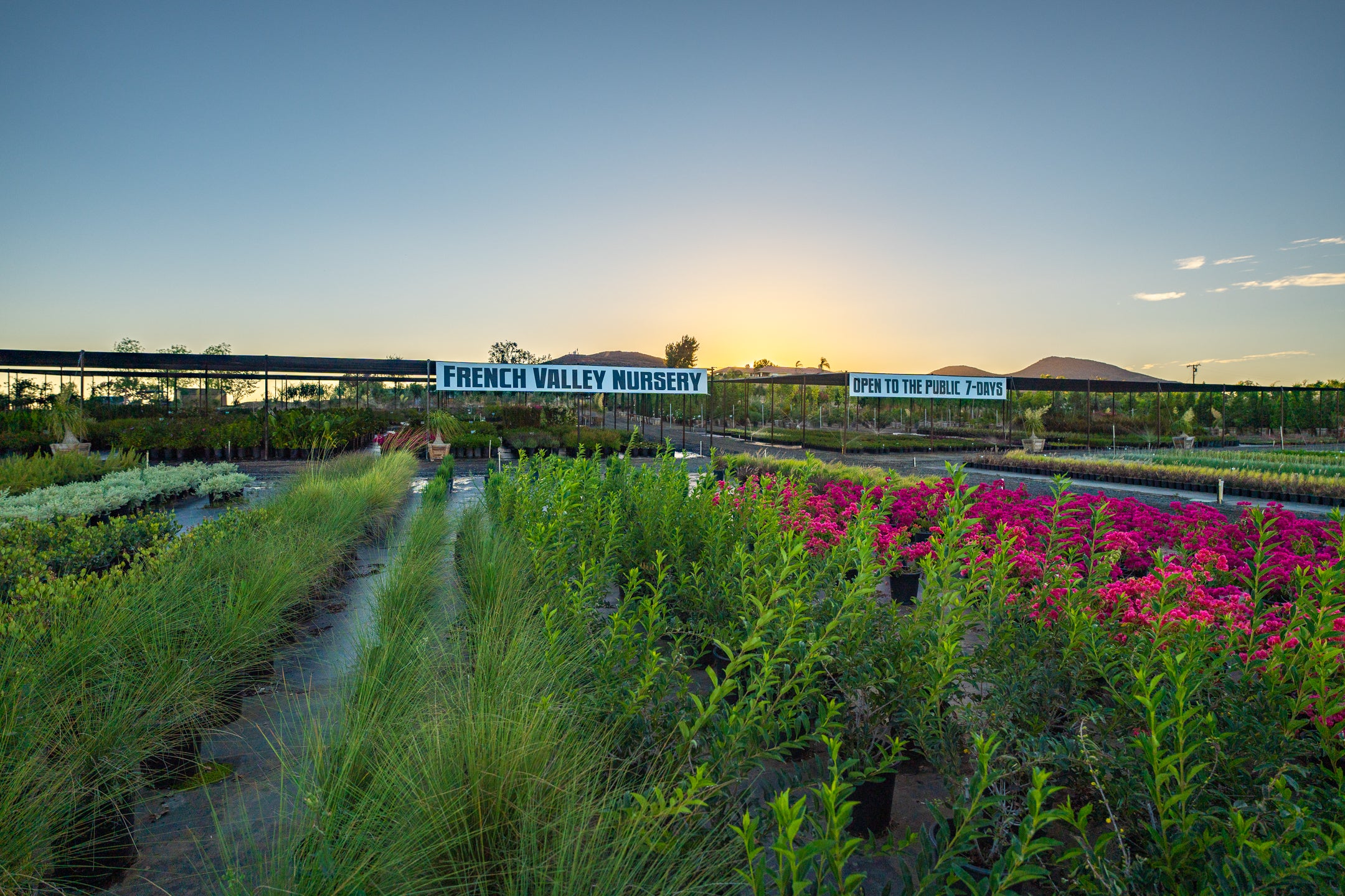 Plants to Survive The Southern California Climate – French Valley Nursery